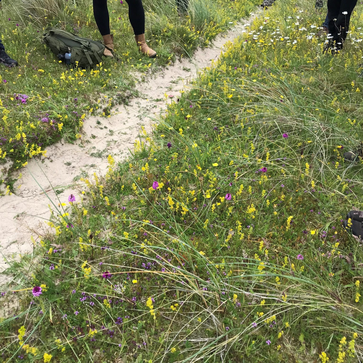 The LIFE on Machair Restoration Programme - LIFE on Machair